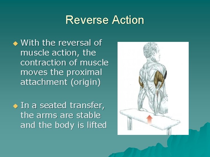 Lecture 2 Axilla Shoulder Brachial Plexus Axilla Anterior Lecture 2 Axilla Shoulder Brachial Plexus Axilla Anterior