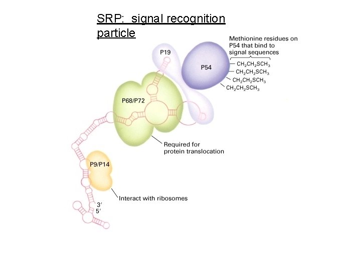 The Secretory Pathway Classic Experiments ER Translocation Membrane