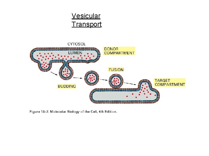 The Secretory Pathway Classic Experiments ER Translocation Membrane