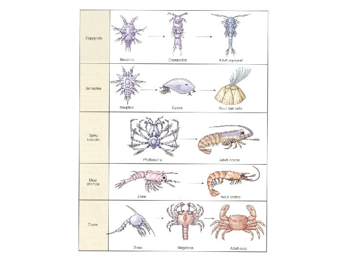 Invertebrates Arthropoda Carrier Crab http video nationalgeographic ...