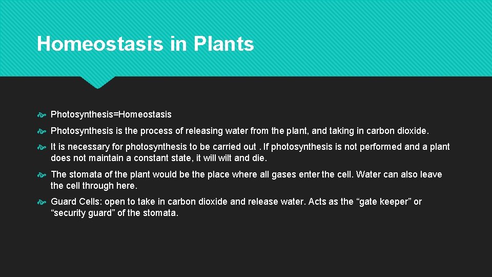 Homeostasis By Riley Echtenkamp What is Homeostasis Homeostasis