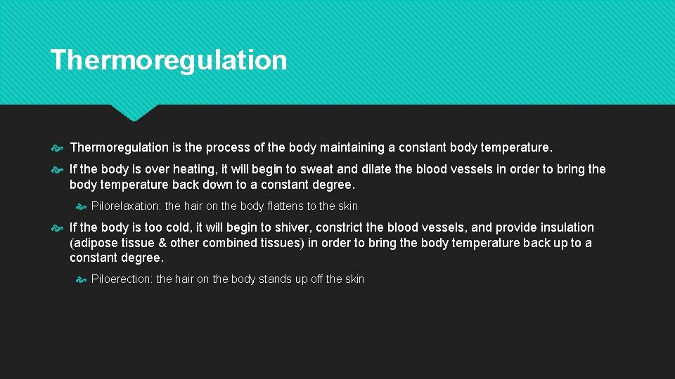 Homeostasis By Riley Echtenkamp What is Homeostasis Homeostasis