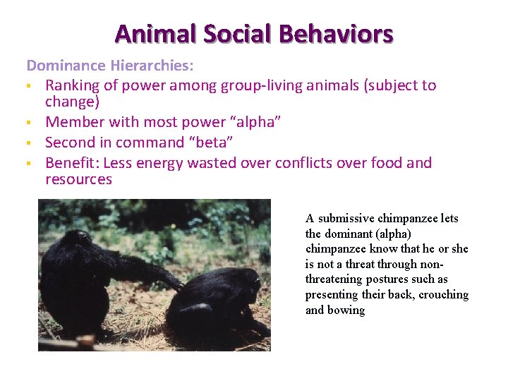 Neurobiology of Social Behavior Animal Social Behaviors Agonistic