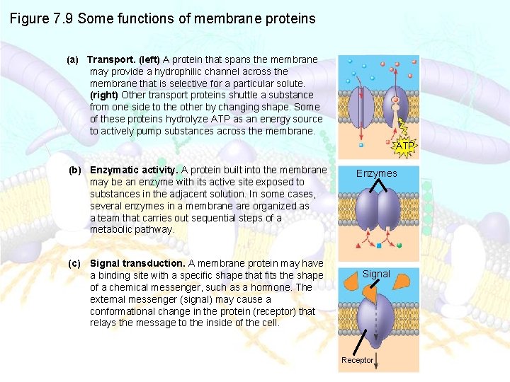 Chapter 7 Membrane Structure Function 1 What do