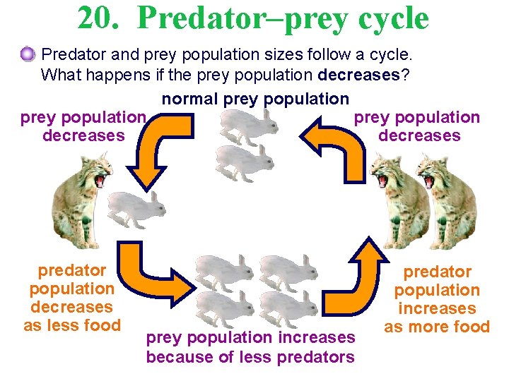 1 Predator Prey Relationships Learning Objectives Be able