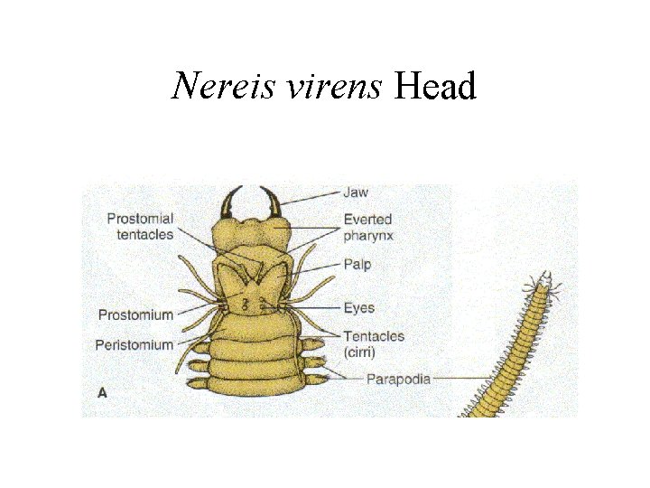 Annelids Polychaeta Oligochaeta Hirudinea Classification Body Plan Body