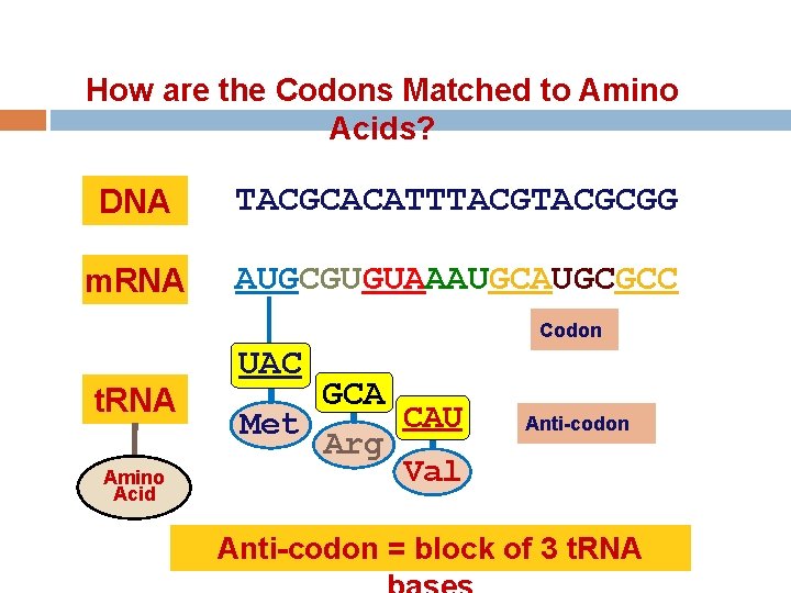 Molecular Genetics and Biotechnology What is DNA Main