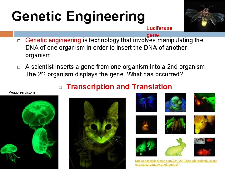 Molecular Genetics and Biotechnology What is DNA Main