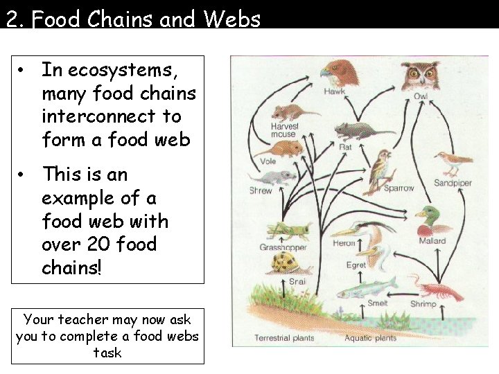 Biology Energy In Ecosystems 1 Roles of Organisms