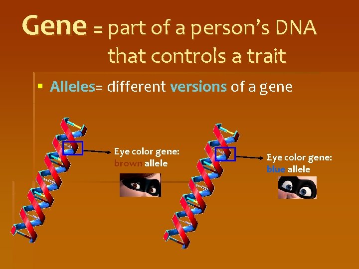 Learning Target Determine the relationship between DNA genes