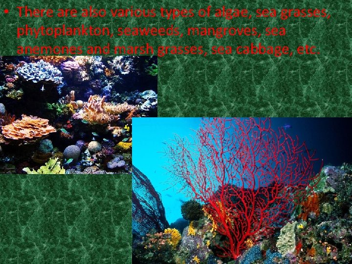 The Marine Biome By Kyle Donahue and Susan