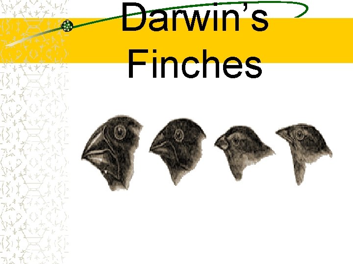 15 2 Theories of Evolution Biological Evolution Change