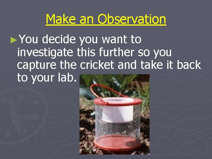Scientific Process Basic Steps The Cricket Experiment Definition