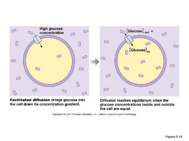 Major Ways Molecules Move Across Cell Membrane Name