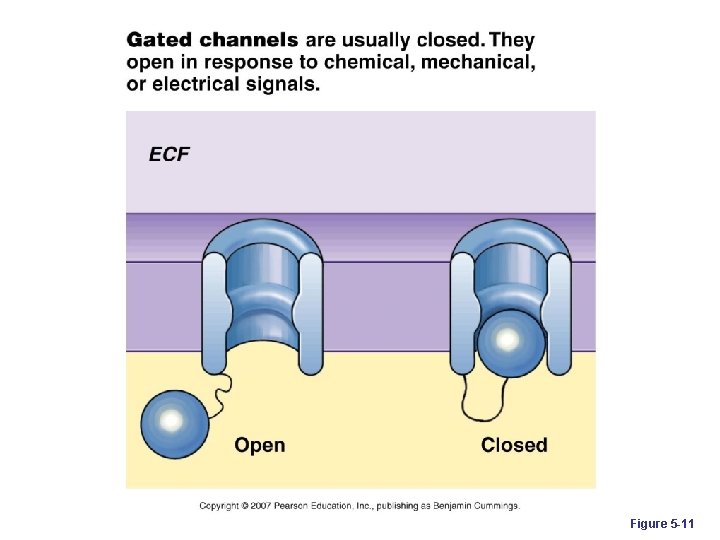 Major Ways Molecules Move Across Cell Membrane Name