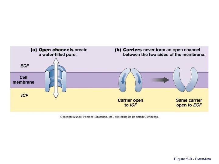 Major Ways Molecules Move Across Cell Membrane Name