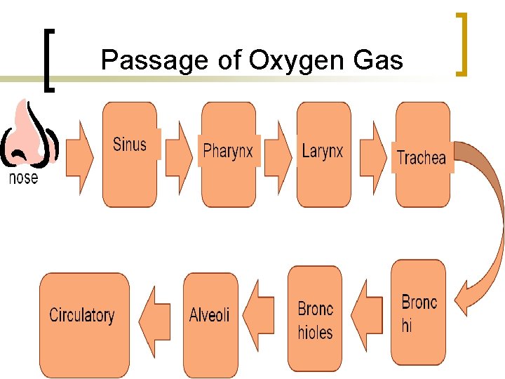 Circulatory Respiratory System By Alica Boleware Grace Oh