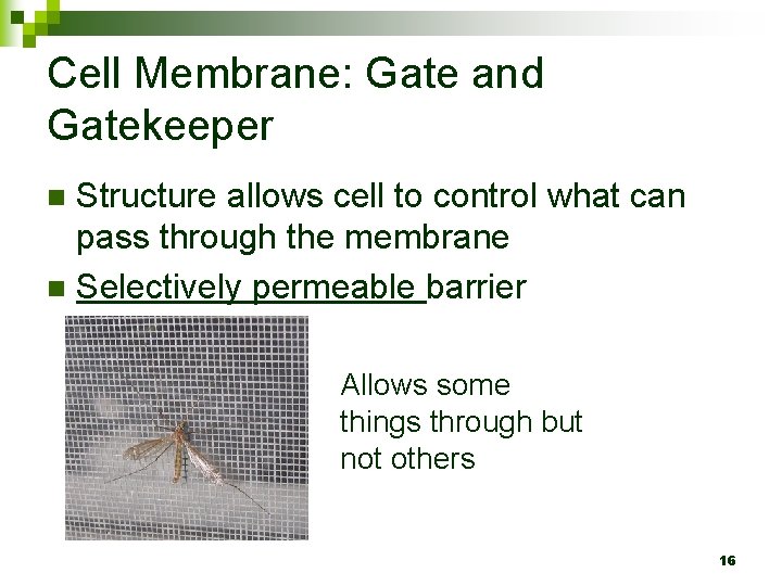 Cell Membranes Transport Communication 1 Cell Membrane Most