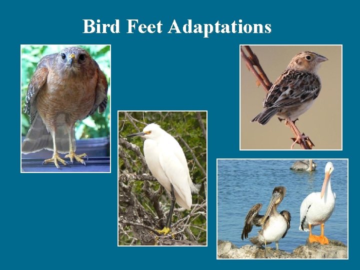 Bird Adaptations Beaks and Feet Birds have different