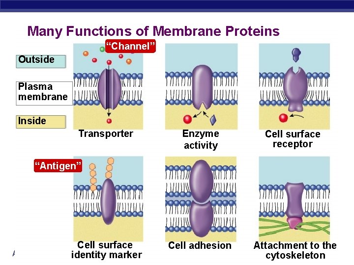 The Cell Membrane AP Biology 2007 2008 Phospholipids