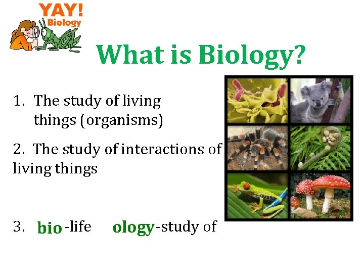 Characteristics of Living Things What is Biology 1