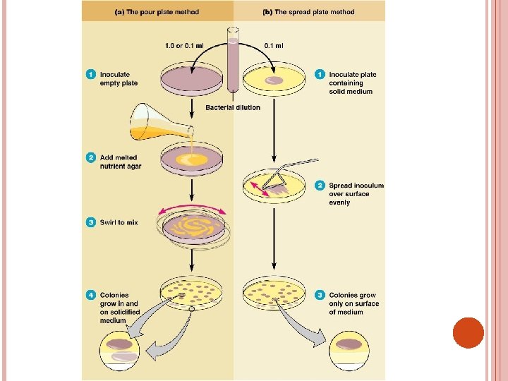 PERTUMBUHAN MIKROBA PERTUMBUHAN Pertumbuhan pada organisme yang makro