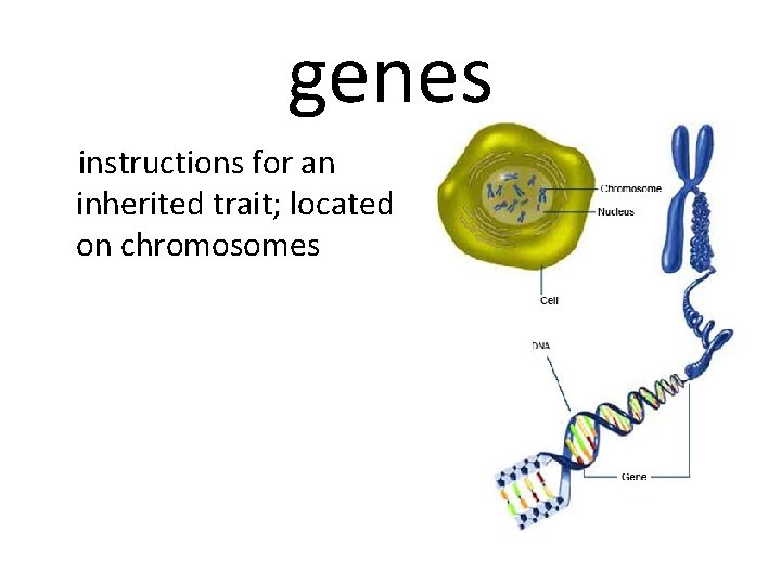 Genetics Vocabulary Review genetics the study of heredity