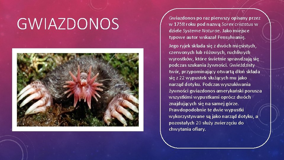 NAJBRZYDSZE ZWIERZTA WIATA RANKING 10 NAJBRZYDSZYCH ZWIERZT qaba