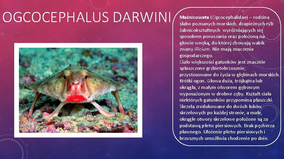 NAJBRZYDSZE ZWIERZTA WIATA RANKING 10 NAJBRZYDSZYCH ZWIERZT qaba