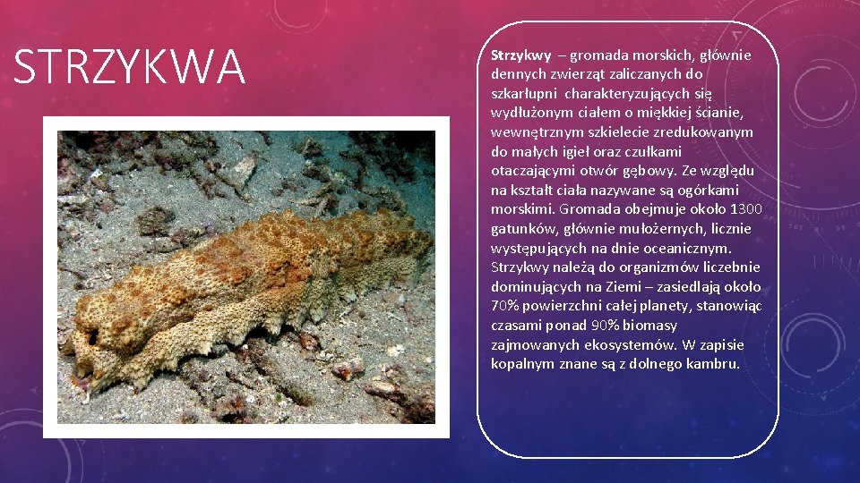 NAJBRZYDSZE ZWIERZTA WIATA RANKING 10 NAJBRZYDSZYCH ZWIERZT qaba