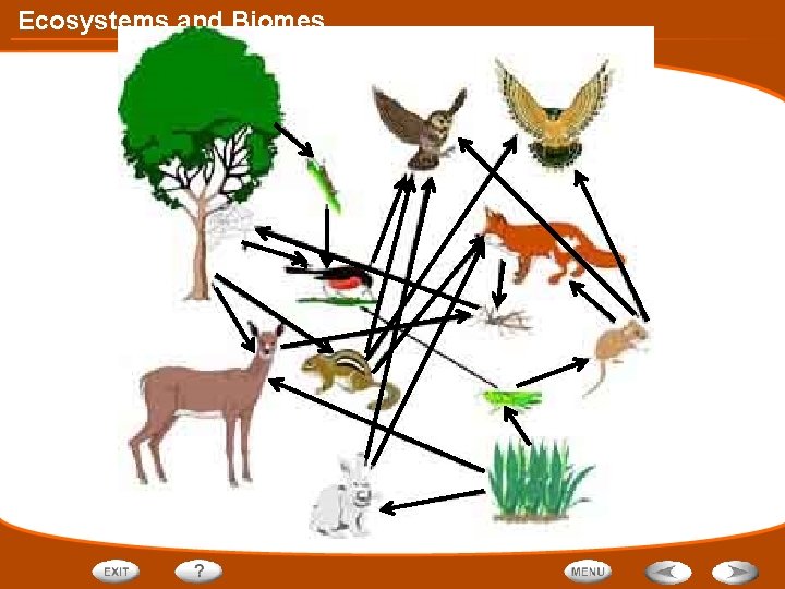 Ecosystems and Biomes Table of Contents Energy Flow