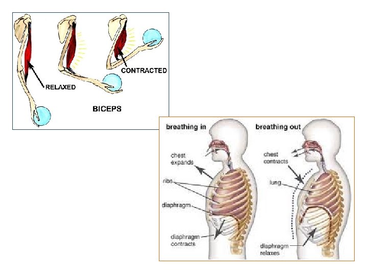 HUMAN BODY UNIT Mrs Le May 7 th