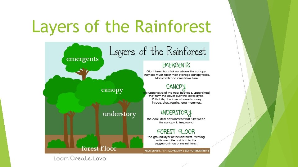 Rainforests What do you already know about rainforests