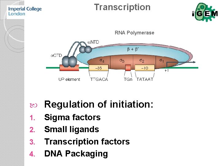Key Concepts of Synthetic Biology The Central Dogma