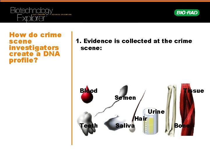 Crime Scene Investigator PCR Basics Crime Scene Investigator