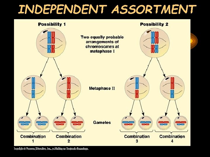 Biology Meiosis Remember from Chapter 1 CHARACTERISTICS OF