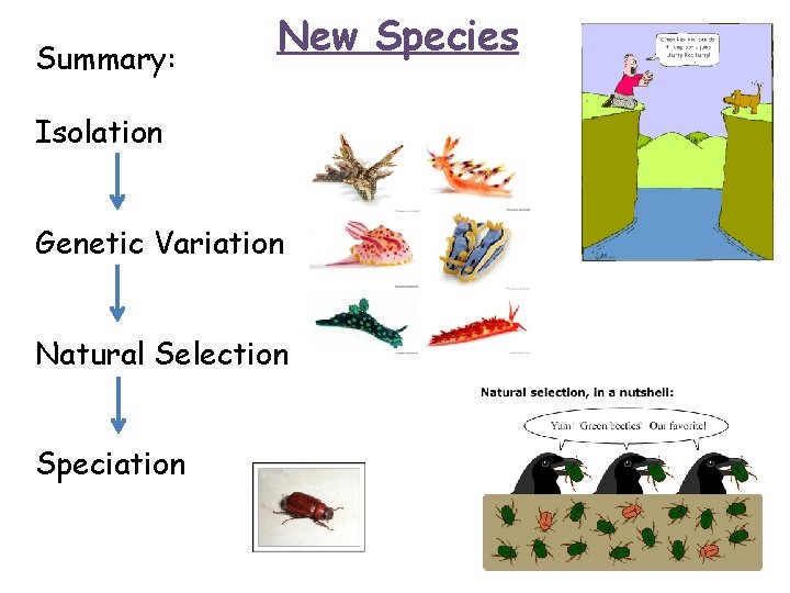 Development of New Species 16 September 2020 Key