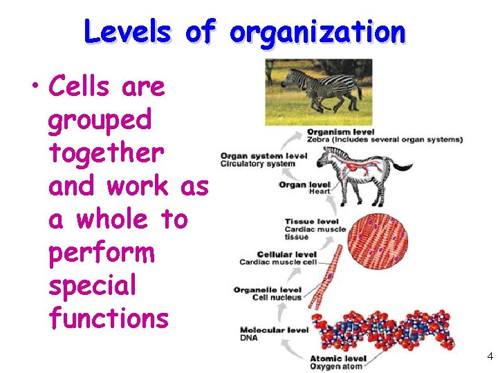 The Cell is the Basic Unit of Life