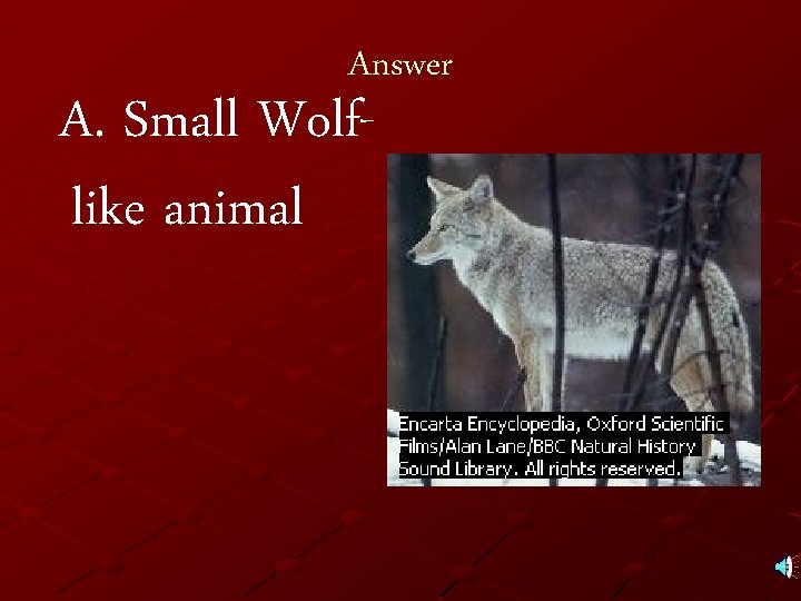 Coyote School News Practice Quiz Vocabulary A roundup