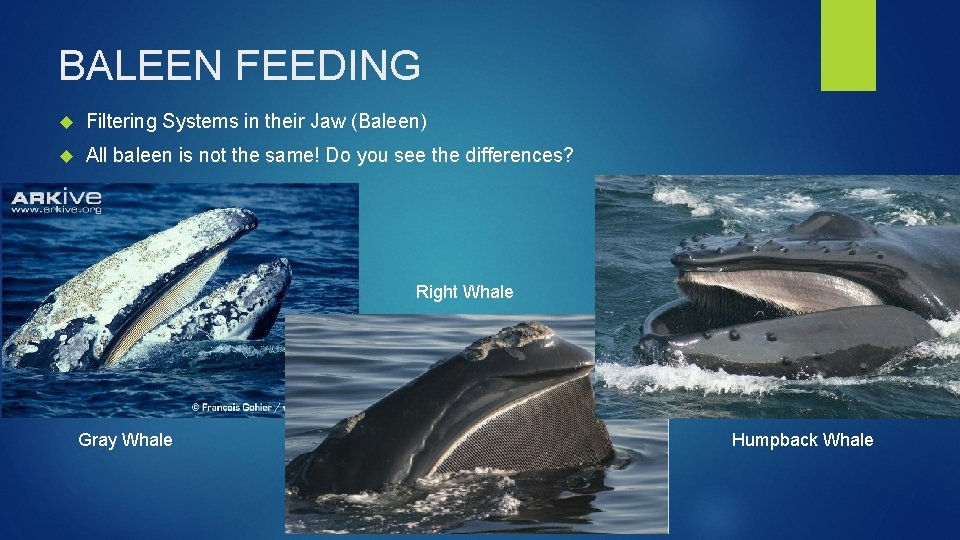IN THE BELLY OF THE WHALE WHY DO