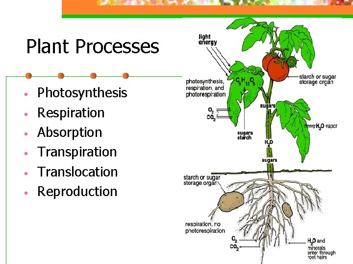 Plant Growth Development By Johnny M Jessup Agriculture