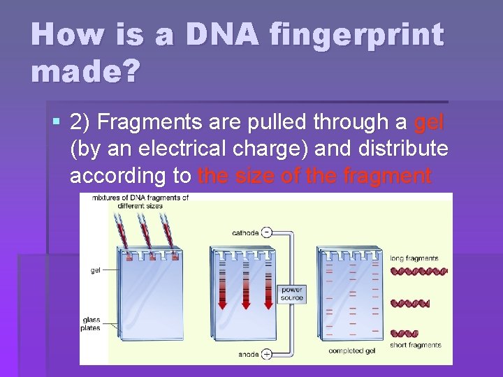 Biotechnology of organisms for purposes DNA Fingerprinting Cloning