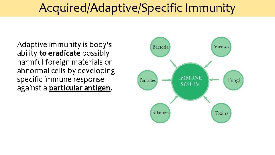 Immune systemAcquiredAdaptive immunity By Dr Sunita Mittal Learning