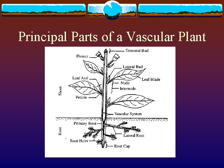 Basic Botany Plant Physiology and Environmental Effects on
