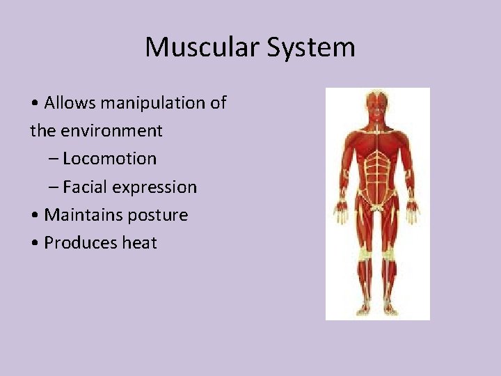 Human Organ Systems An Overview Integumentary System Bodys
