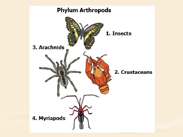Chapter 15 Invertebrates Section 1 Simple invertebrates Simple