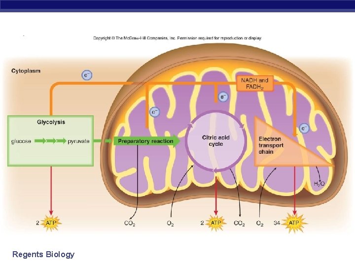 Regents Biology Cellular Respiration Harvesting Chemical Energy ATP