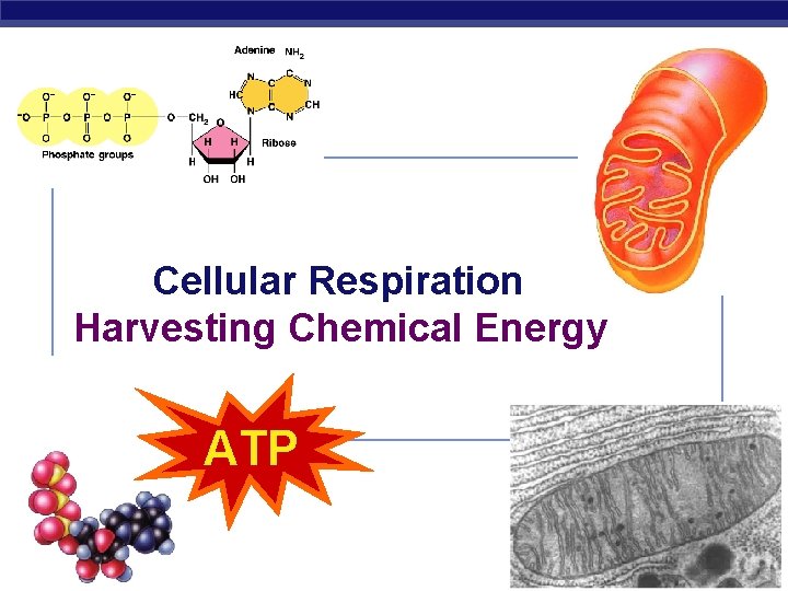 Regents Biology Cellular Respiration Harvesting Chemical Energy ATP