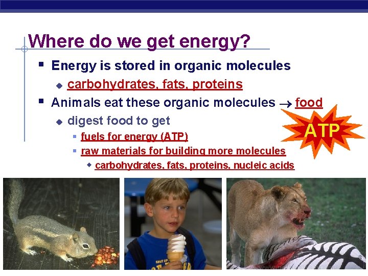 Regents Biology Cellular Respiration Harvesting Chemical Energy ATP