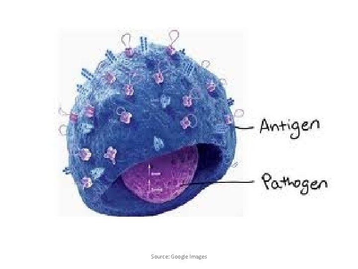 Antibodies Antigens Pathogens Viruses and Disease Lecture for